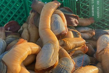 About Geoduck
